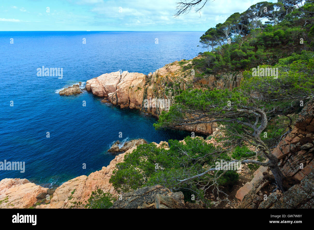 Pine trees on rocky coast above sea Stock Photo - Alamy