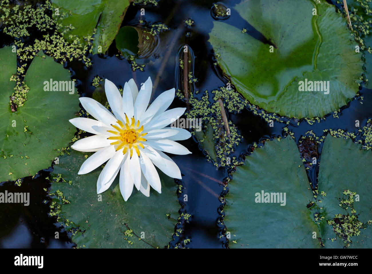 White water lily shot from above Stock Photo - Alamy