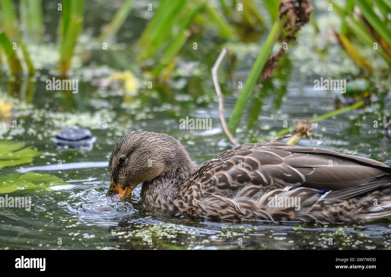 Moorhen's, Duck's and reflections at the town center nature and ...