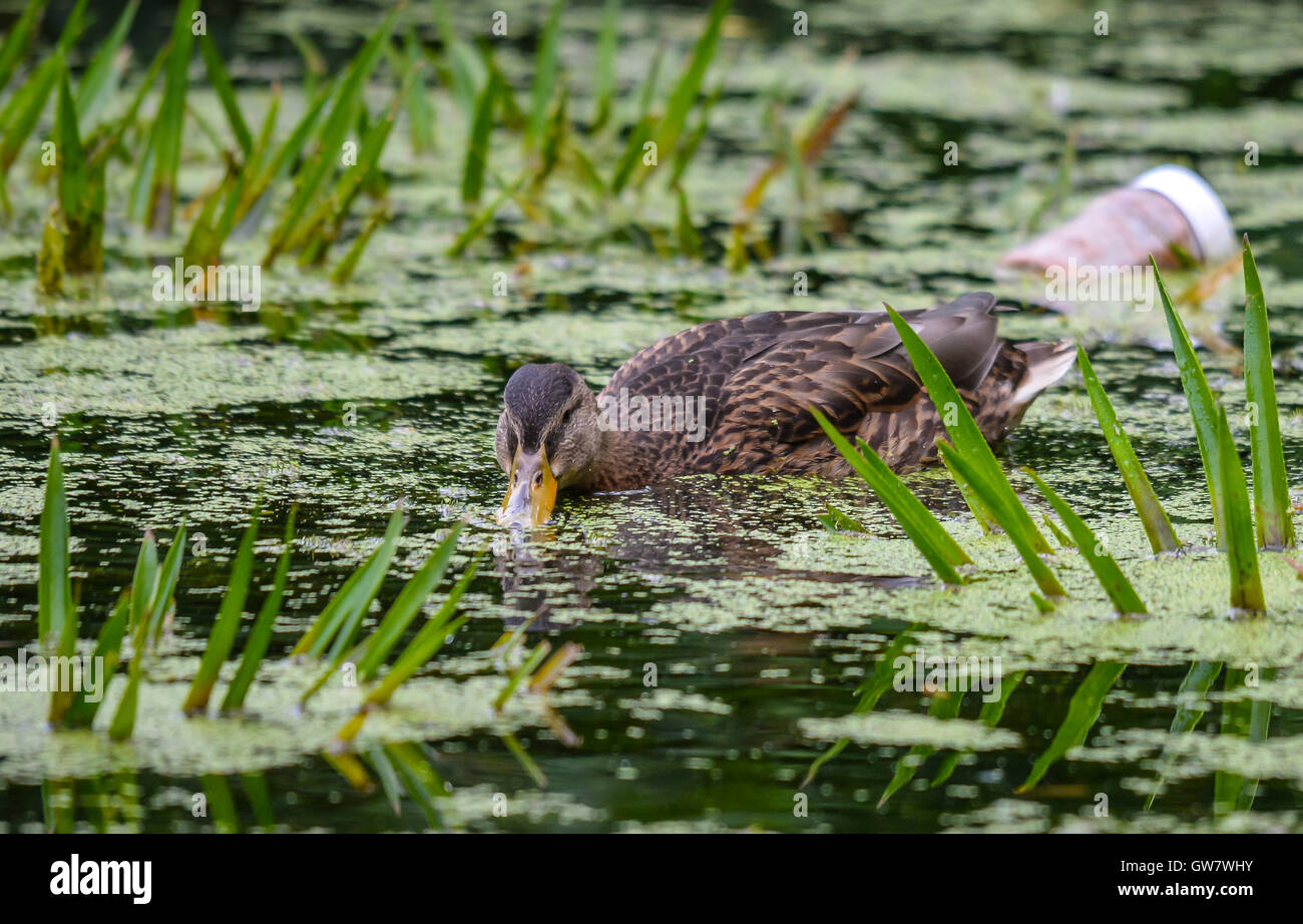 Moorhen's, Duck's and reflections at the town center nature and ...