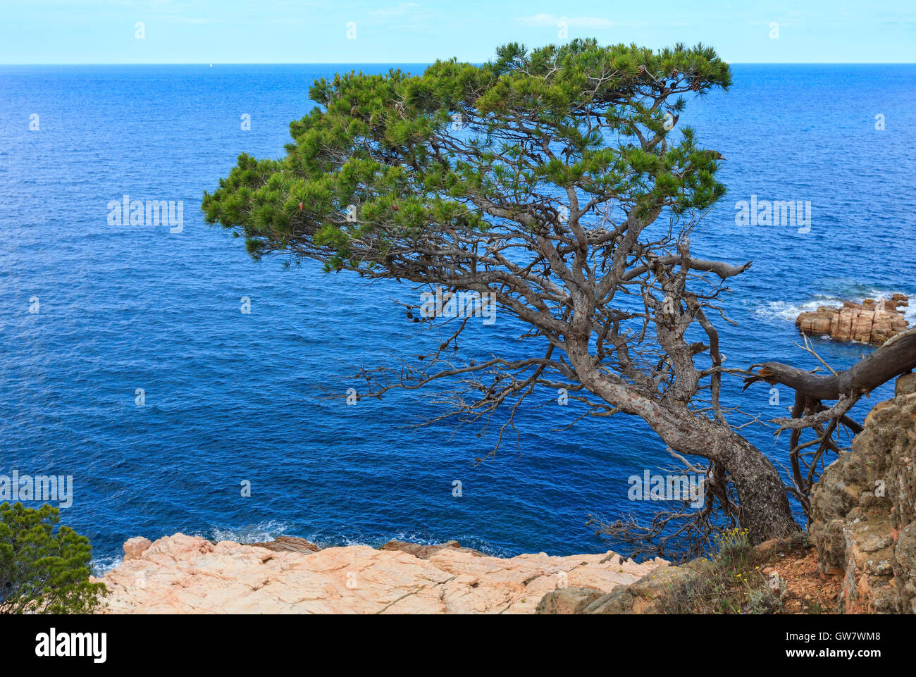 Pine tree with cones on cliff above sea Stock Photo - Alamy