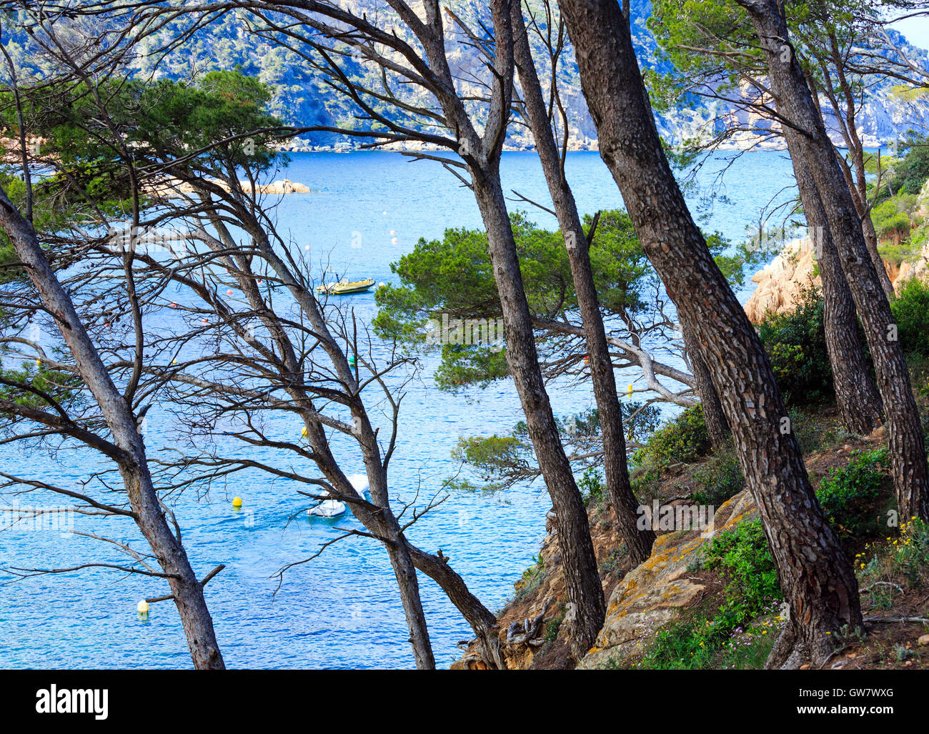 Pine trees on cliff slope above sea Stock Photo - Alamy