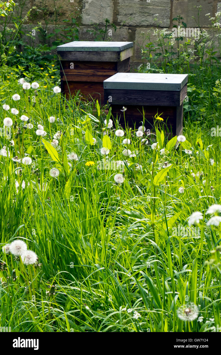 Two beehives in long grass beside a garden wall Stock Photo - Alamy