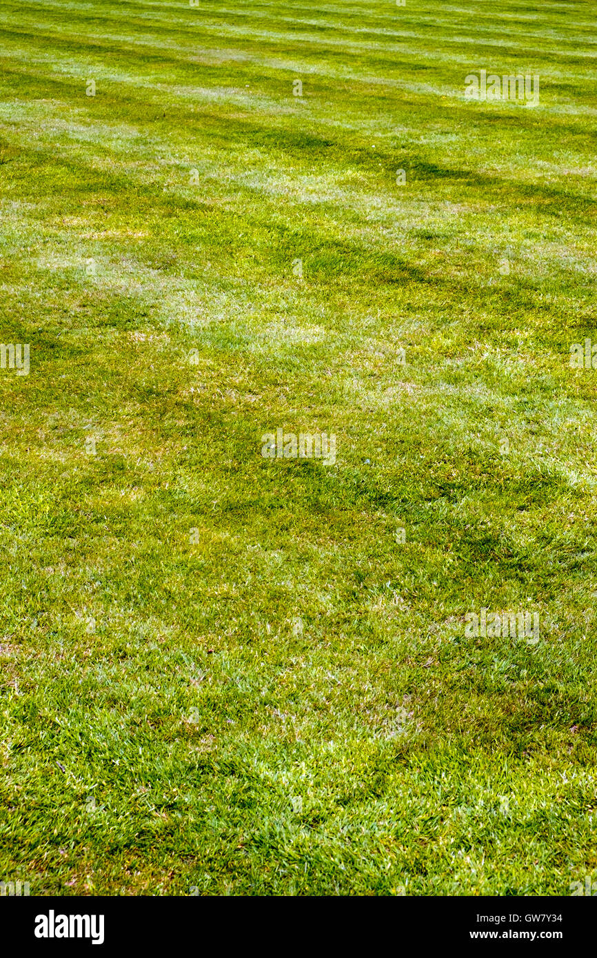 Mower stripes in a grass lawn. Full frame background texture Stock ...