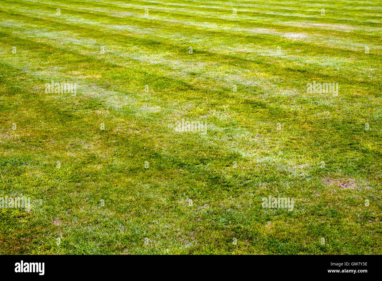 Mower stripes in a grass lawn. Full frame background texture Stock ...