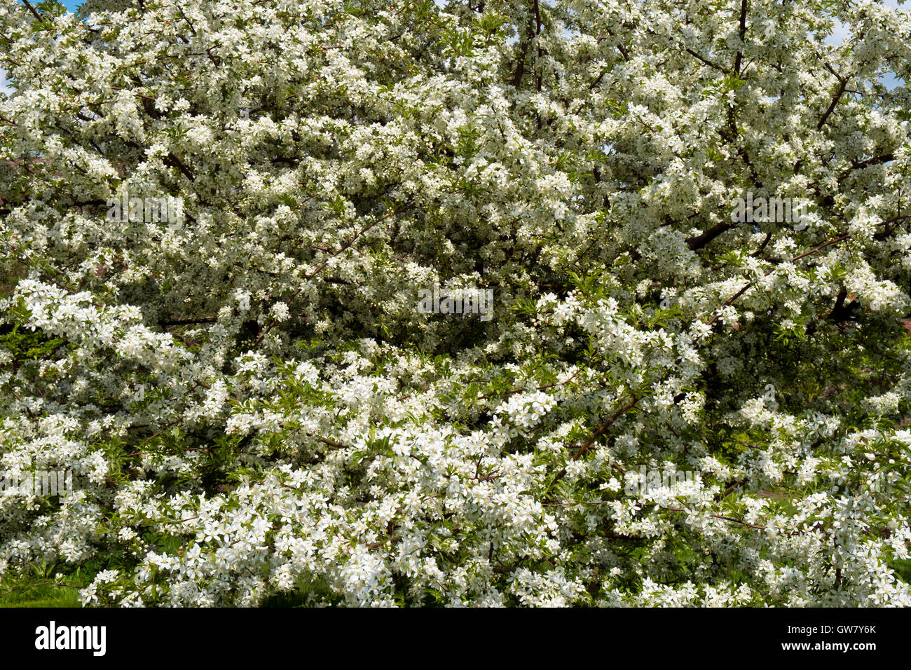 White crabapple blooms hi-res stock photography and images - Alamy