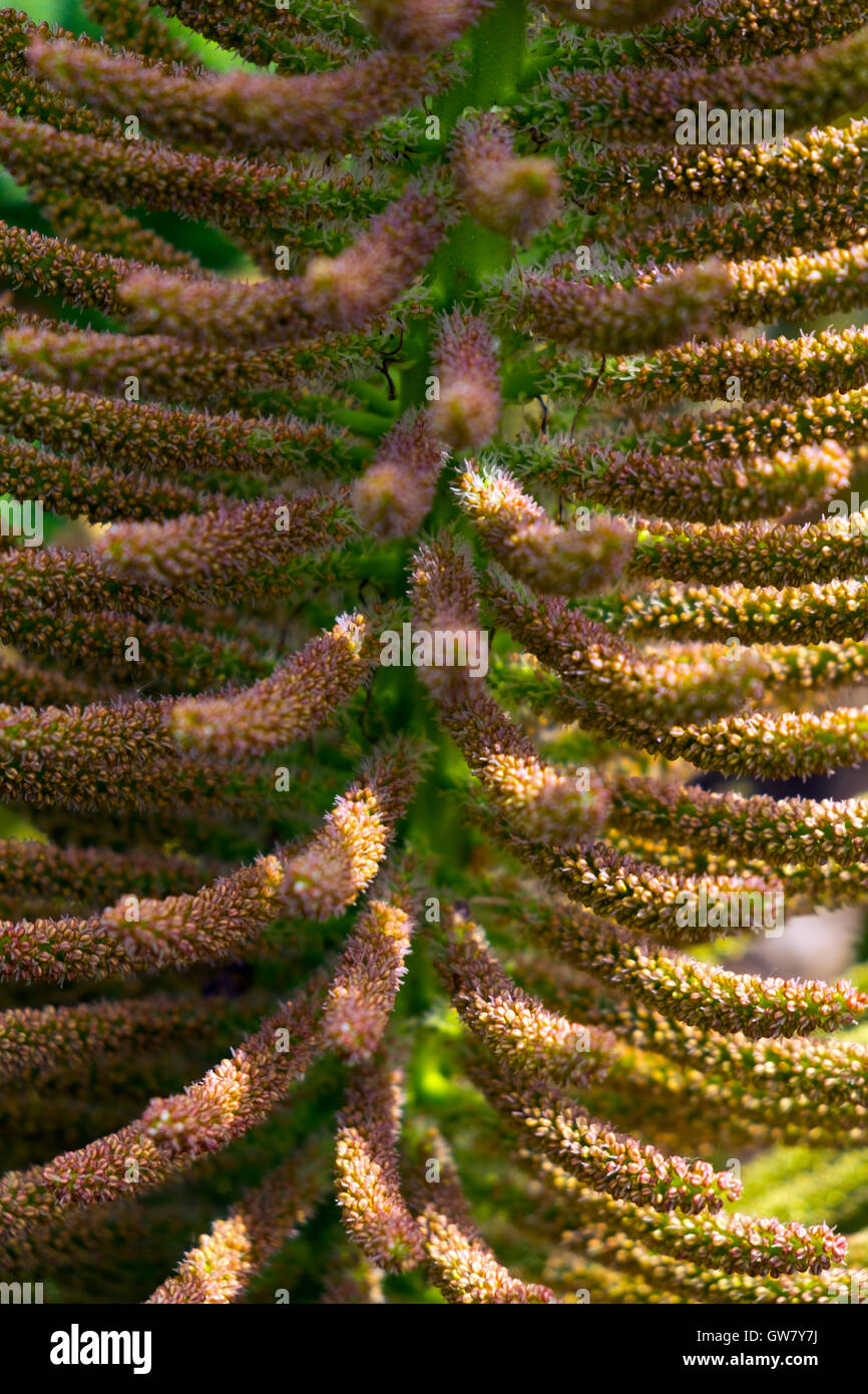 Gunnera flower hi-res stock photography and images - Alamy