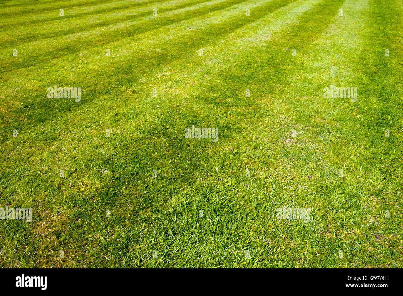 Mower stripes in a grass lawn. Full frame background texture Stock ...