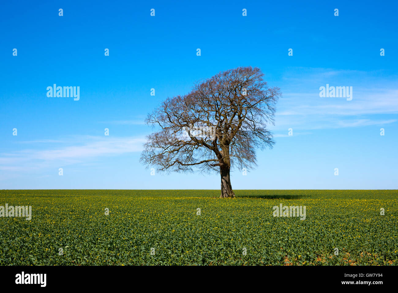 A single tree stands leafless in early spring sunshine under a blue sky ...