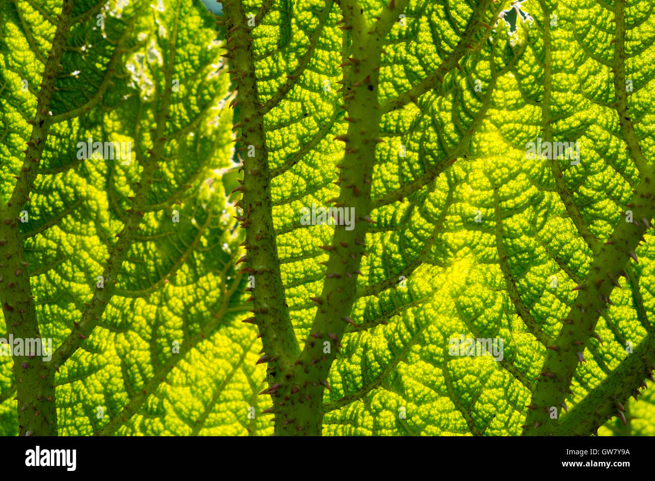 Gunnera leaf full frame backlit texture Stock Photo - Alamy Gunnera leaf full frame backlit texture Stock Photo - Alamy