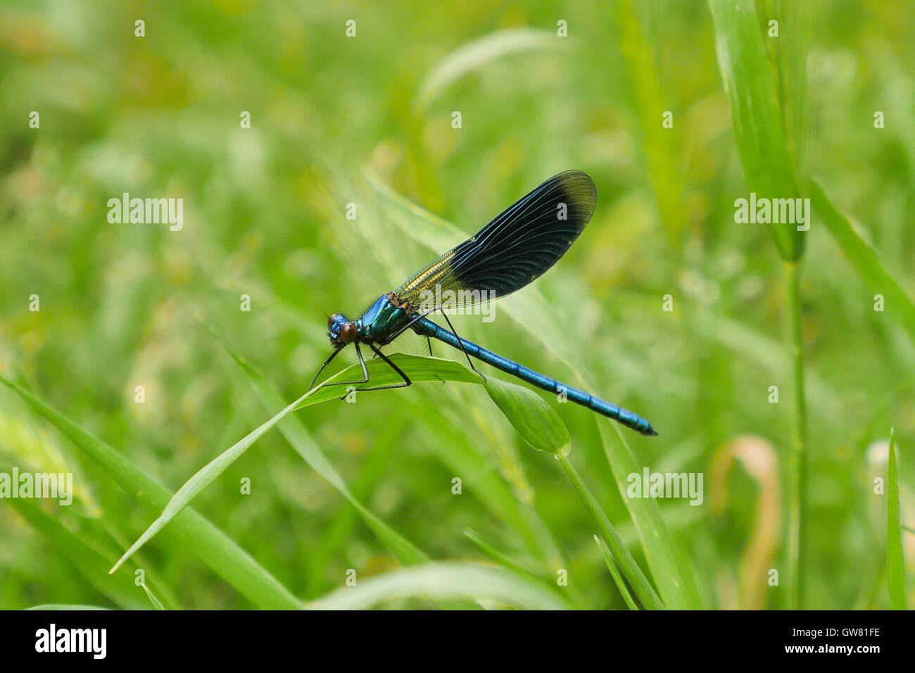 Dragonfly night blue in grass, France, Insects Stock Photo - Alamy