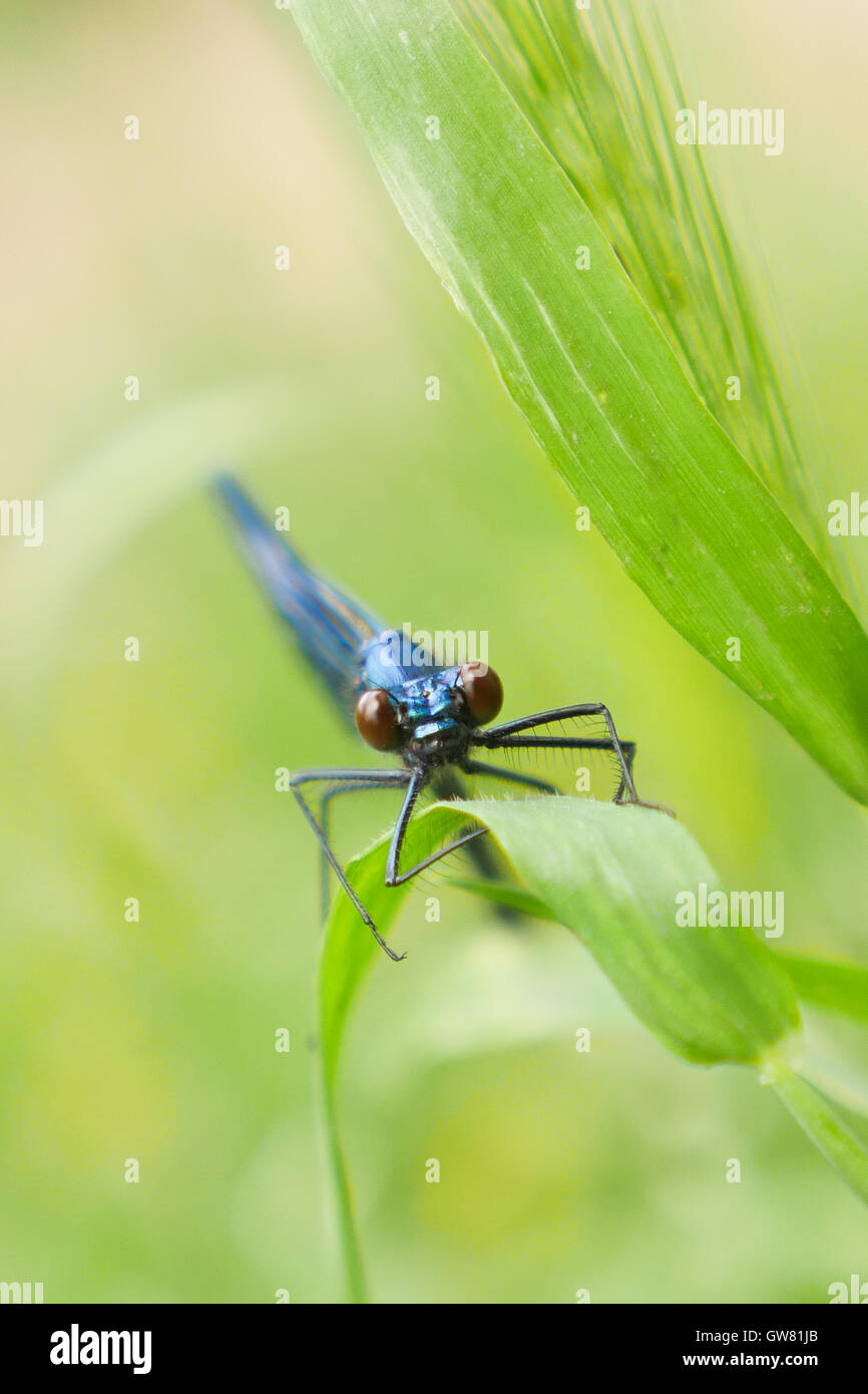 Dragonfly night blue in grass, France, Insects Stock Photo - Alamy