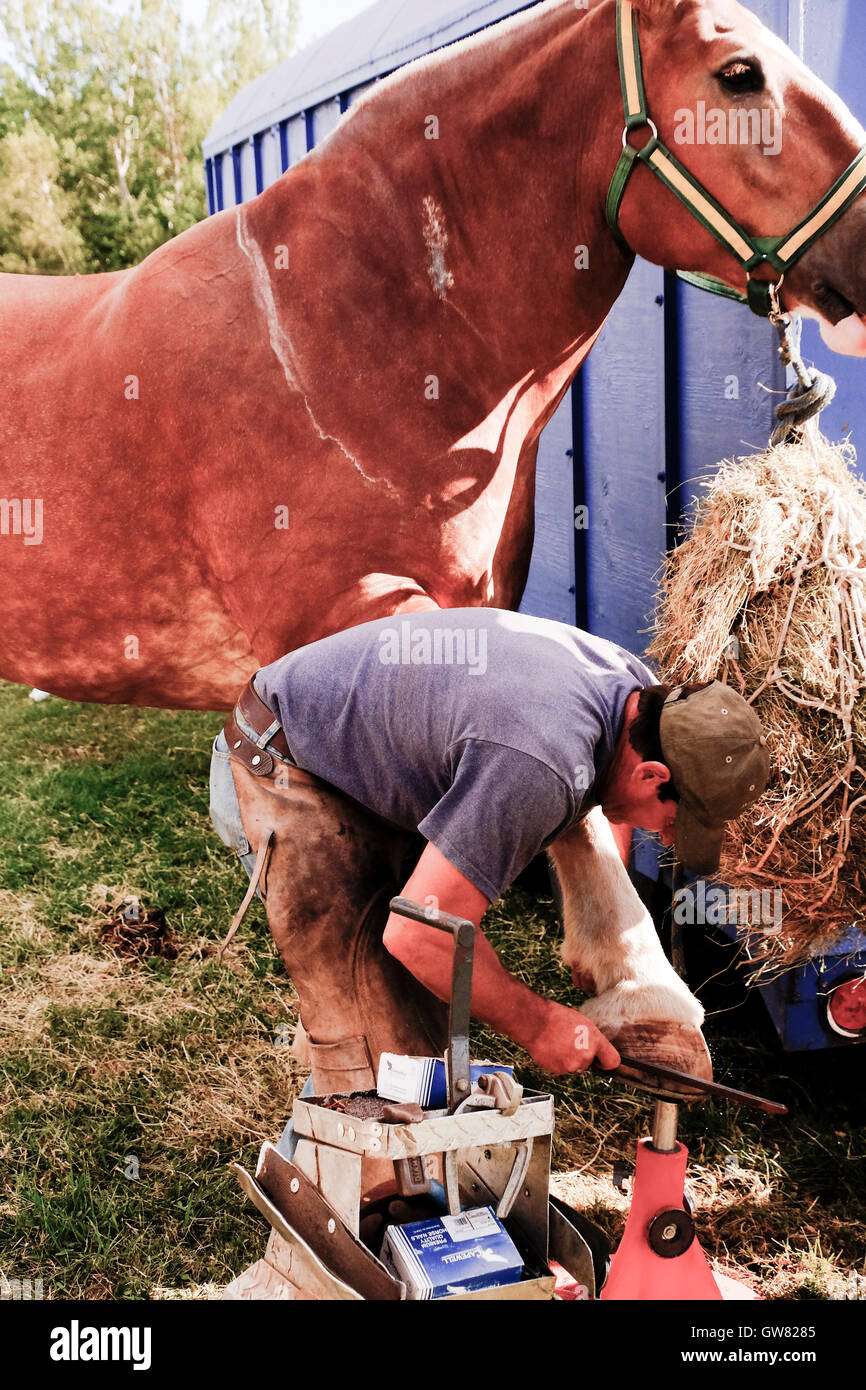 Farrier shoeing horse hi-res stock photography and images - Alamy