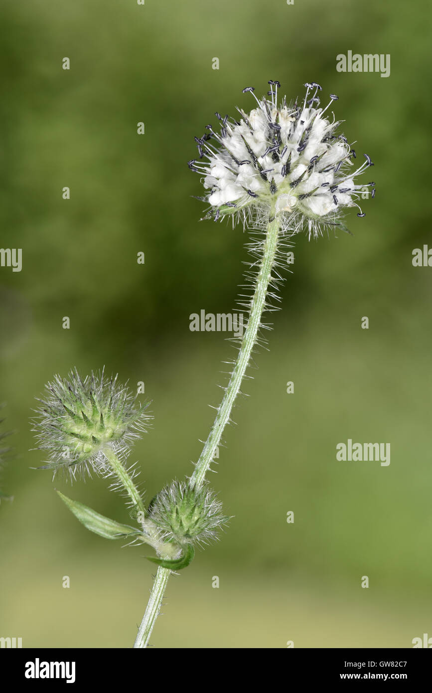 Dipsacus pilosus hi-res stock photography and images - Alamy