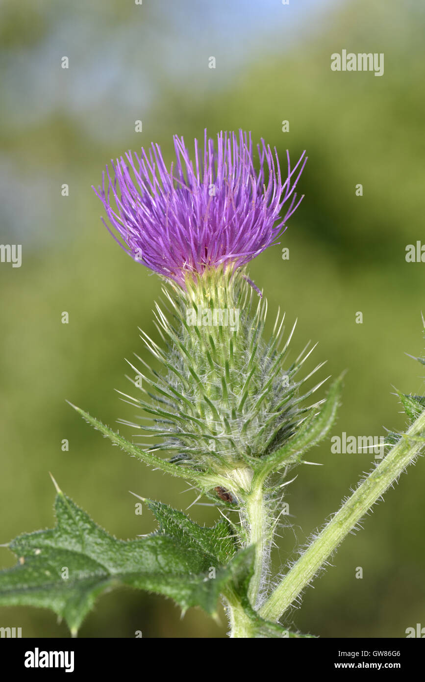 Spear Thistle - Cirsium vulgare Stock Photo - Alamy