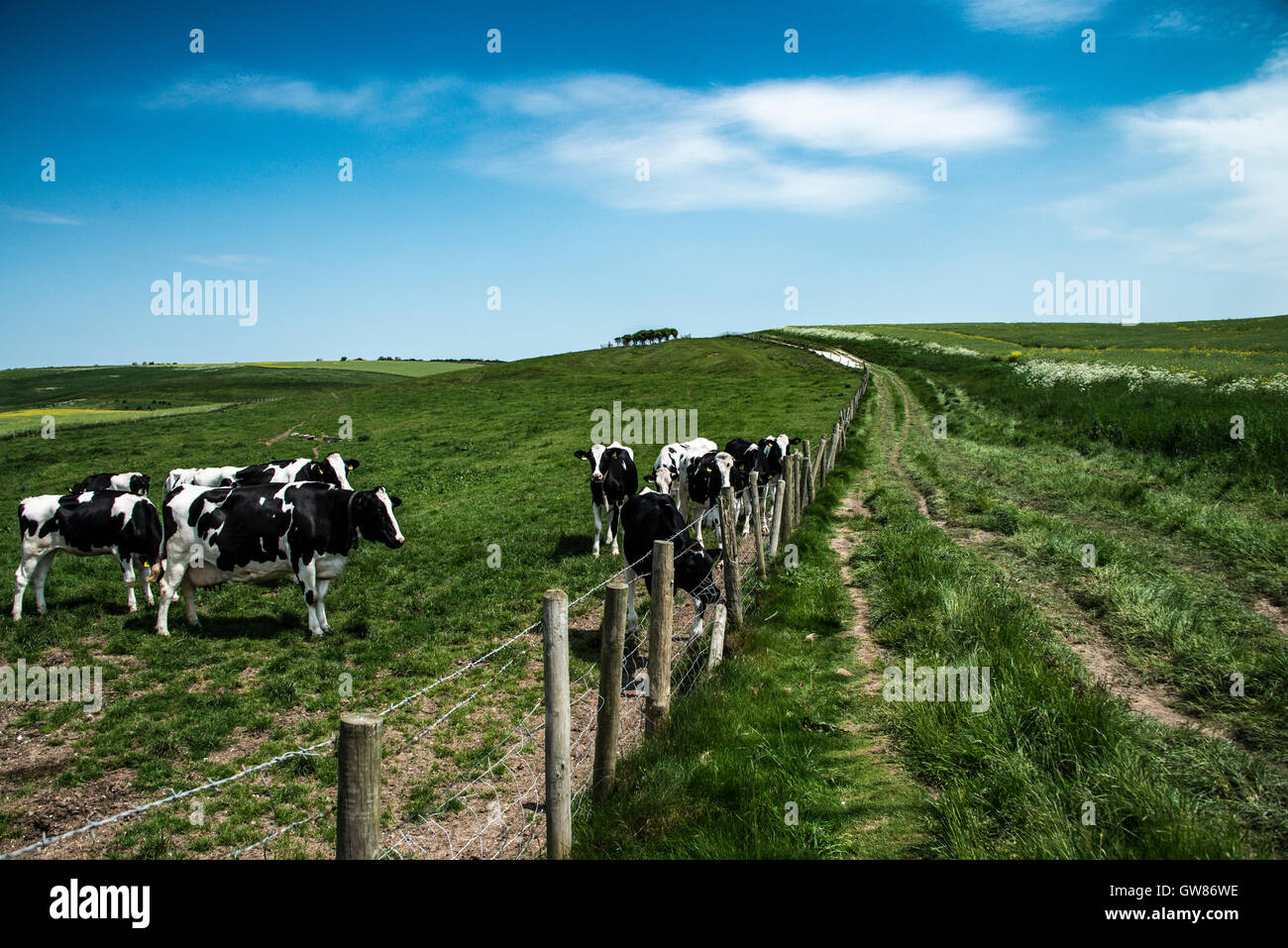 Friesian cows in a field Stock Photo - Alamy
