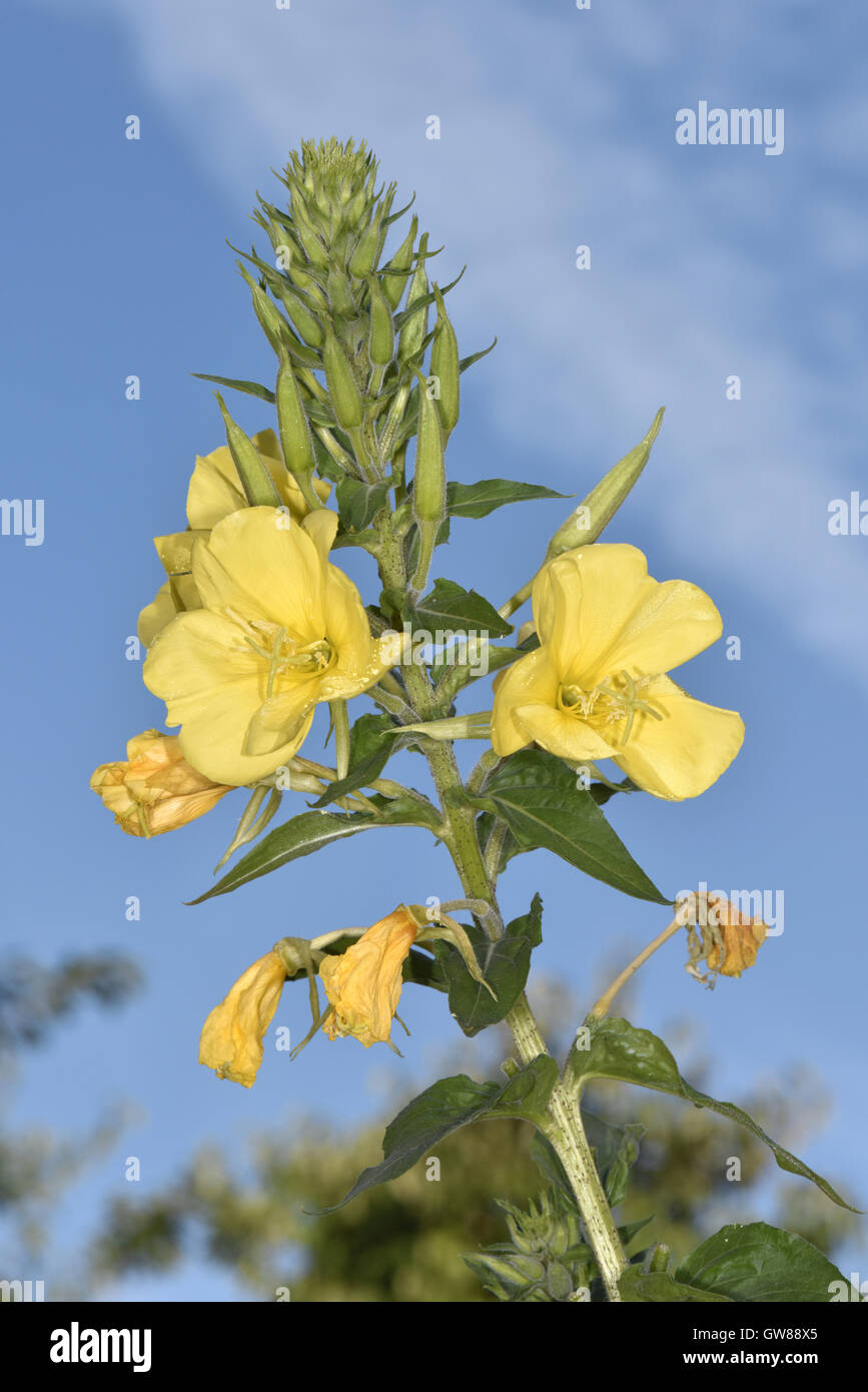 Common Evening Primrose High Resolution Stock Photography and Images ...