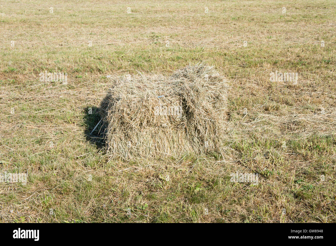 hay pack bale, second hay crop, cut dried grass Stock Photo - Alamy