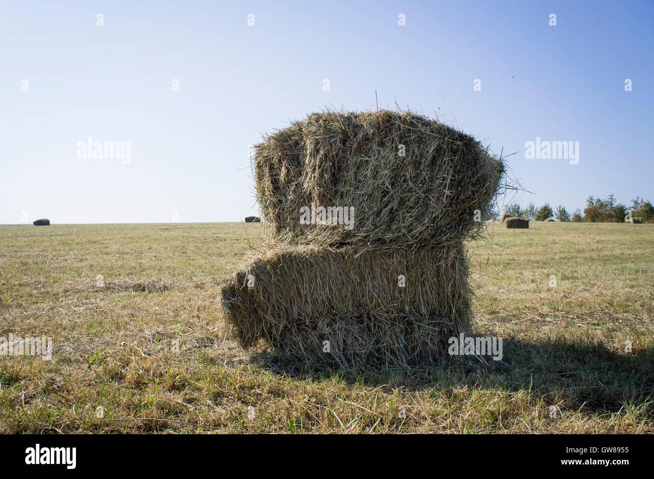 hay pack bale, second hay crop, cut dried grass Stock Photo - Alamy