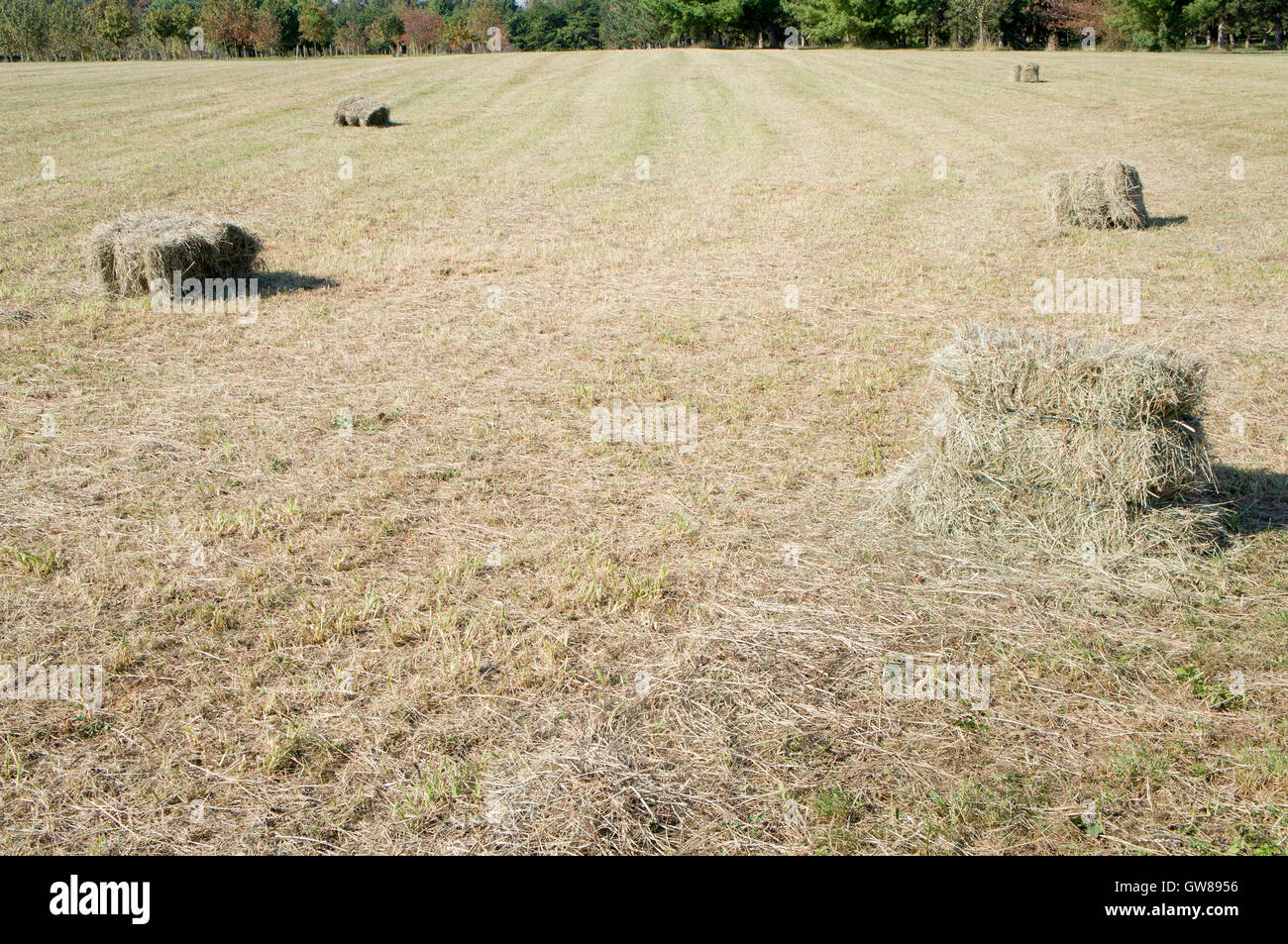 hay pack bale, second hay crop, cut dried grass Stock Photo - Alamy