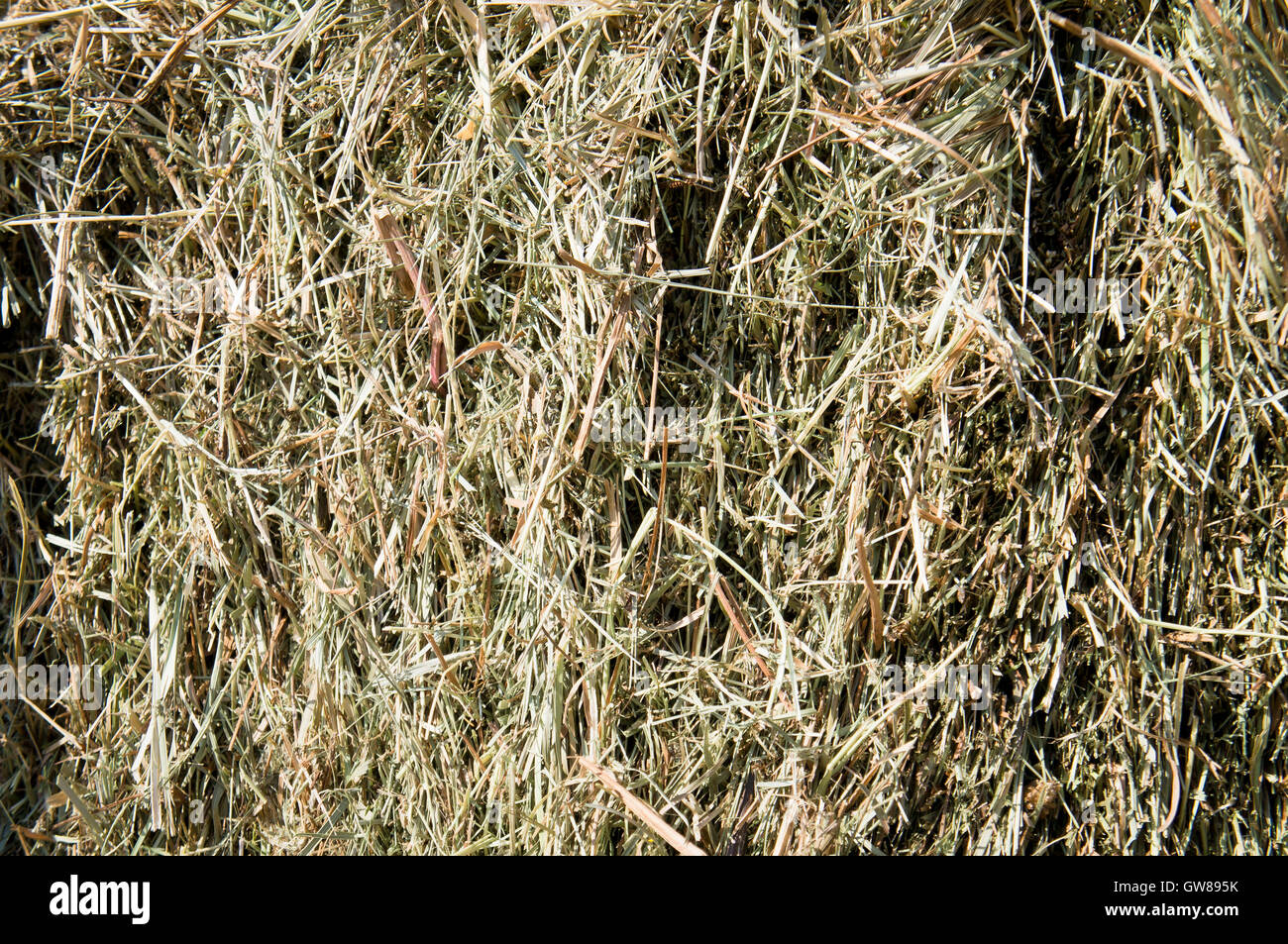 hay pack bale, second hay crop, cut dried grass Stock Photo - Alamy
