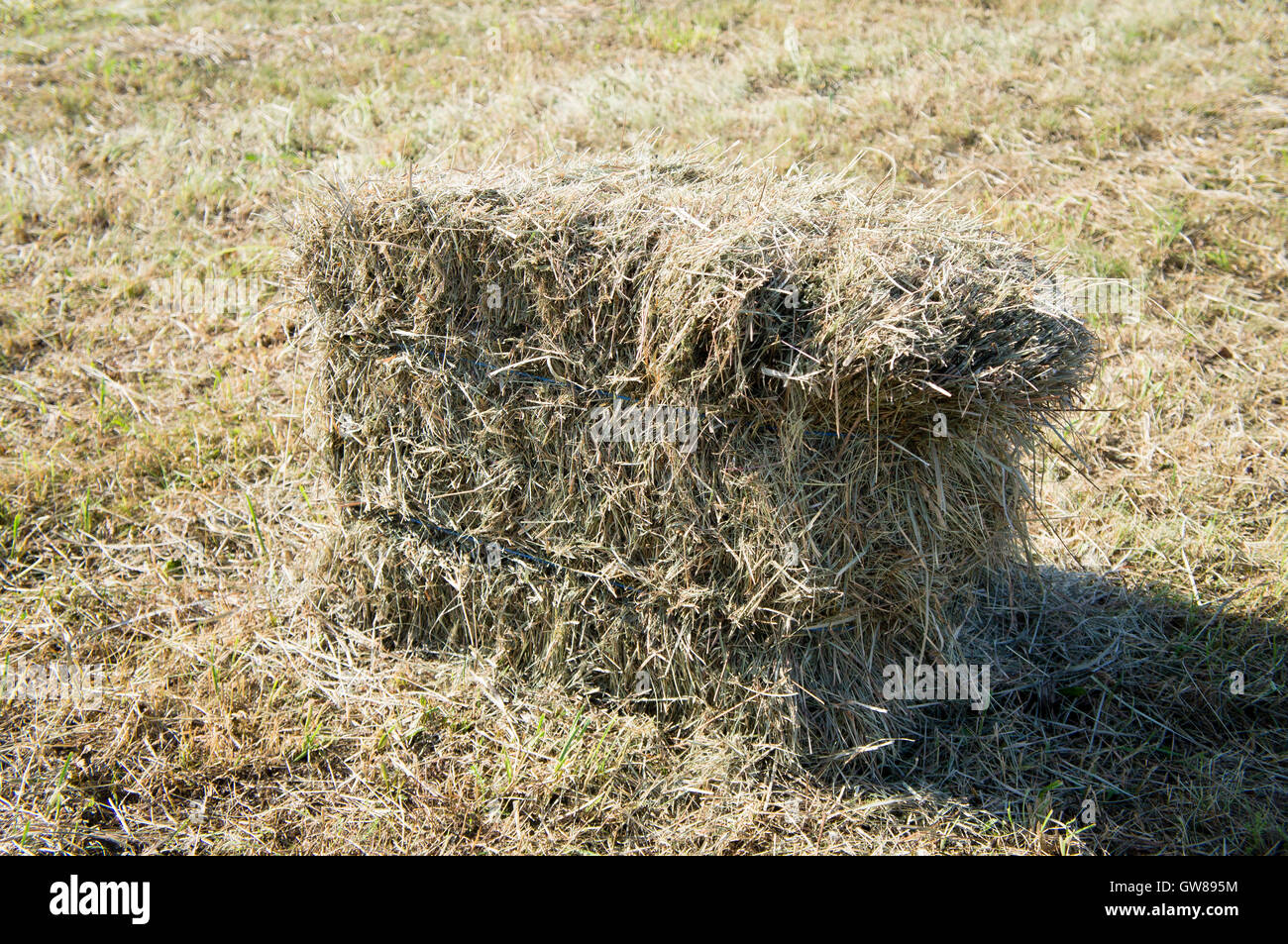 hay pack bale, second hay crop, cut dried grass Stock Photo - Alamy