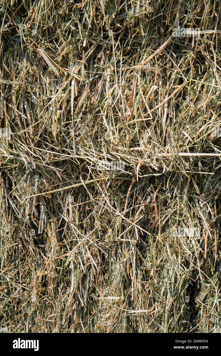 hay pack bale, second hay crop, cut dried grass Stock Photo - Alamy