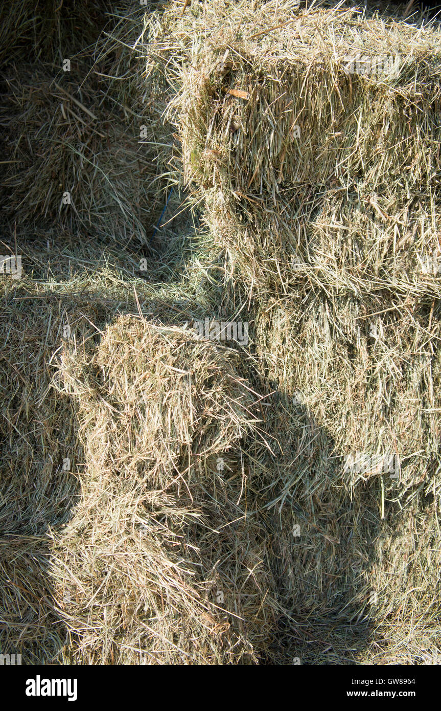 hay pack bale, second hay crop, cut dried grass Stock Photo - Alamy