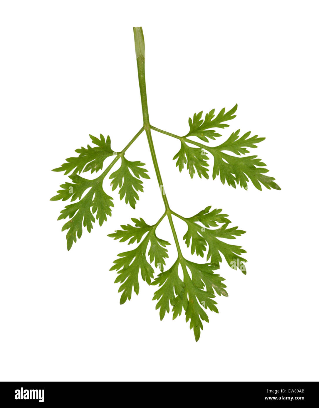 Aethusa cynapium hi-res stock photography and images - Alamy