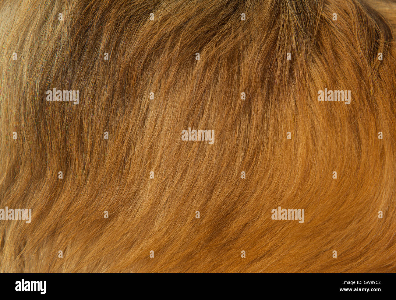 Dog fur texture Stock Photo - Alamy