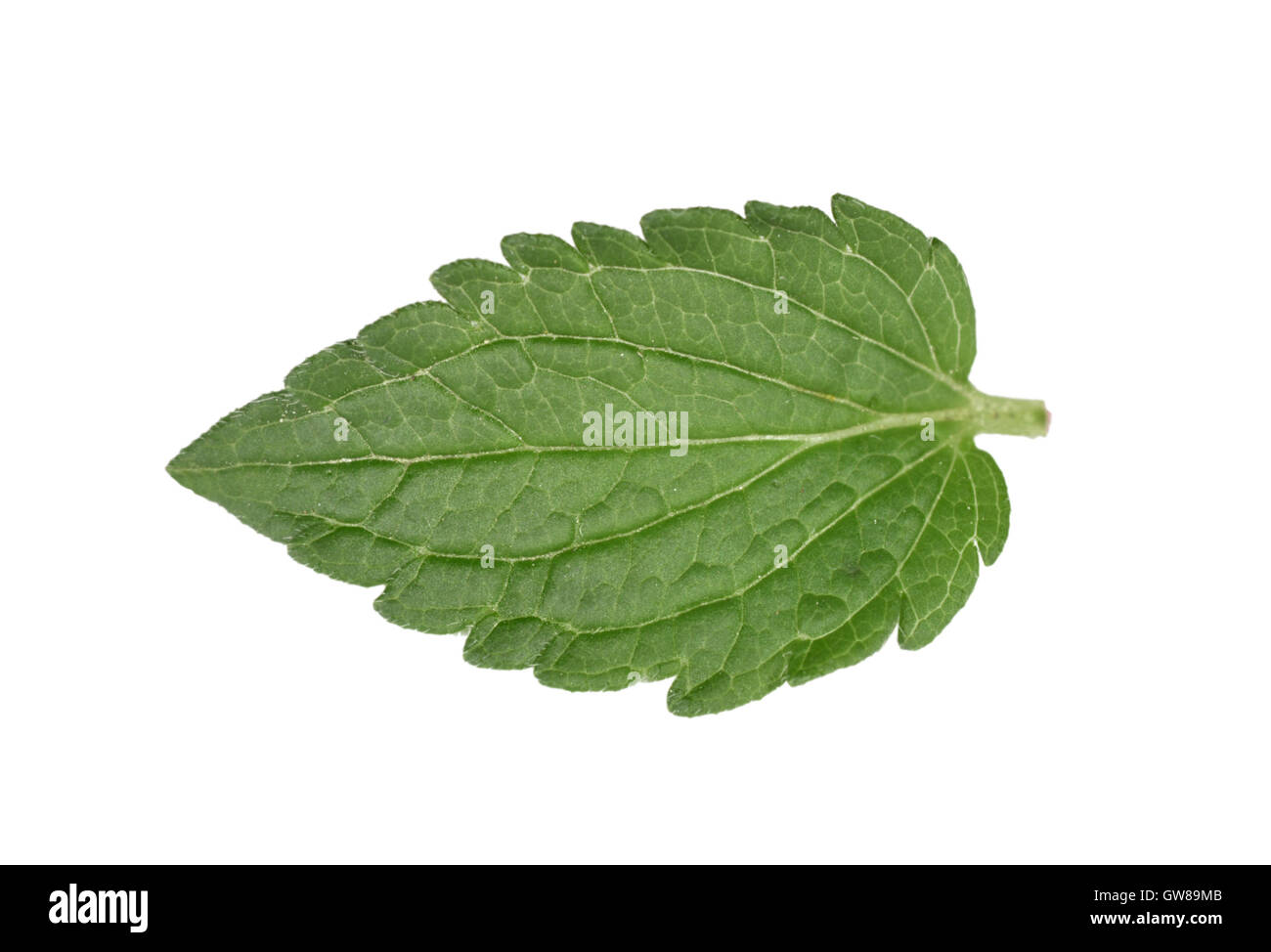 Germander Speedwell - Veronica chamaedrys Stock Photo - Alamy