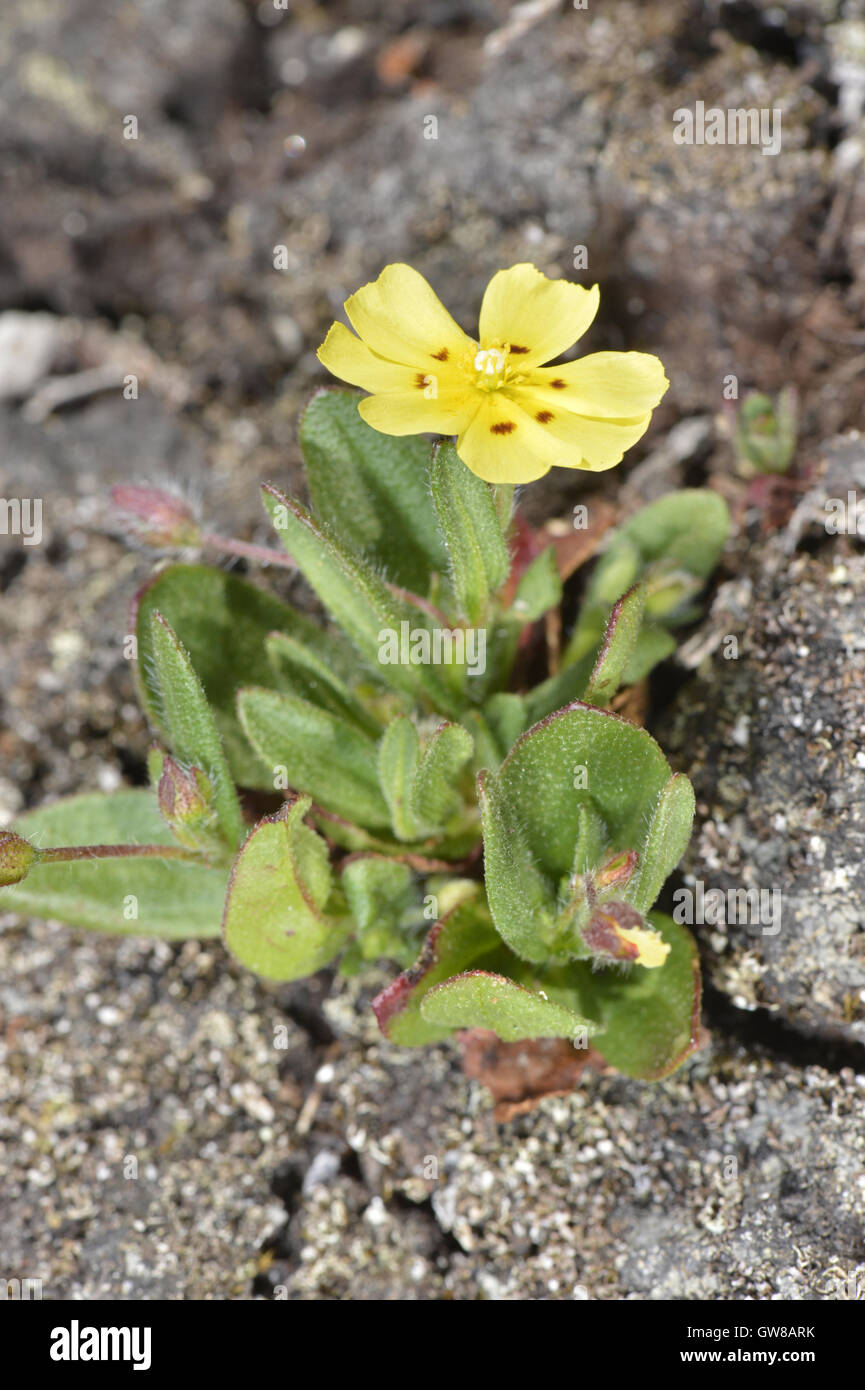 Rock rose hi-res stock photography and images - Alamy