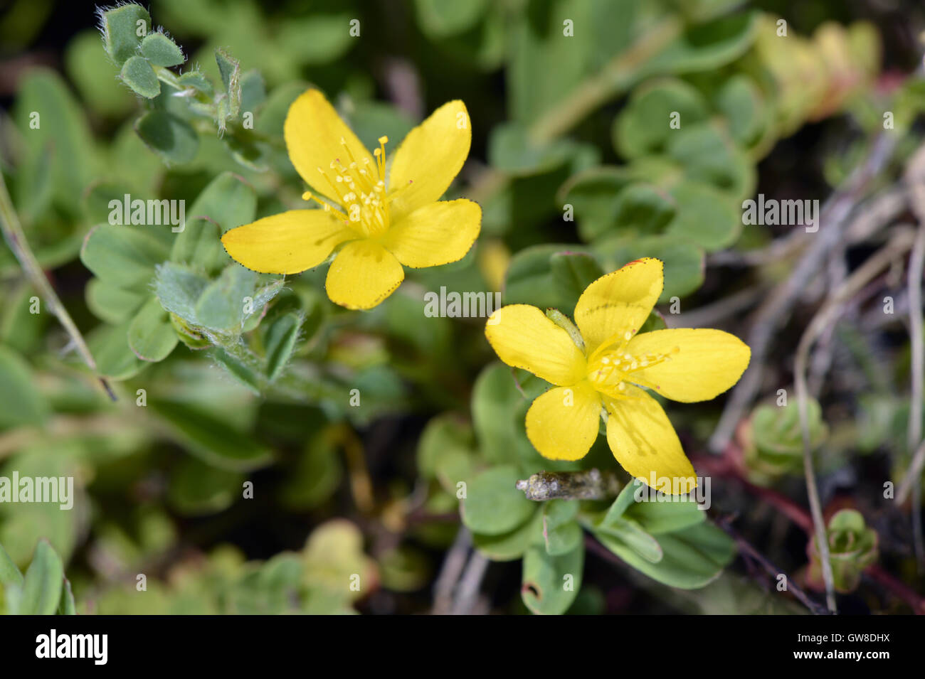 Trailing St John's-wort - Hypericum humifusum Stock Photo - Alamy