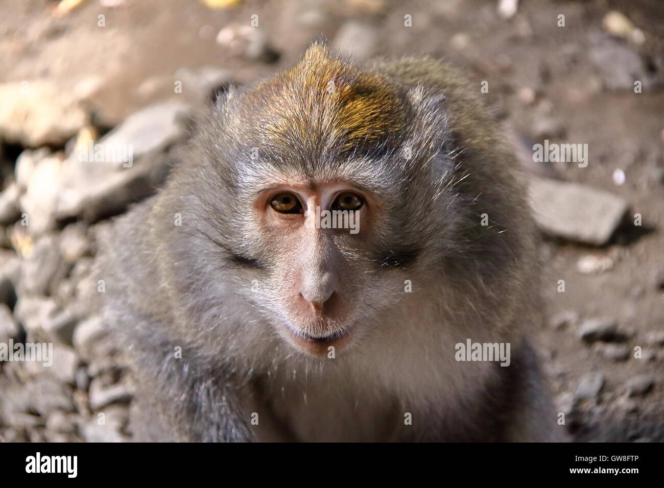 Portrait of a Macaque Monkey in Bali, Indonesia Stock Photo - Alamy