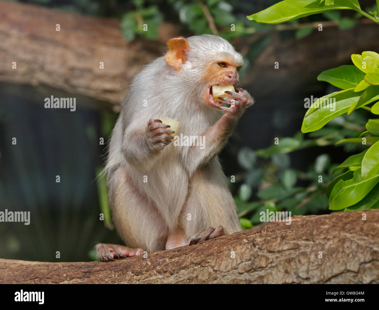Marmoset eating fruit hi-res stock photography and images - Alamy