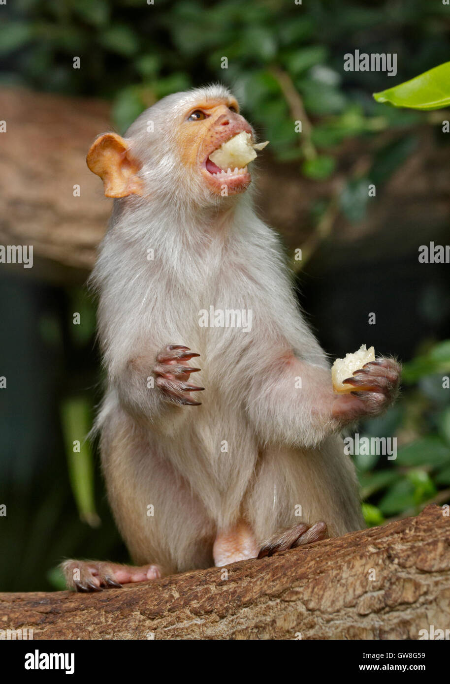 Marmoset eating fruit hi-res stock photography and images - Alamy
