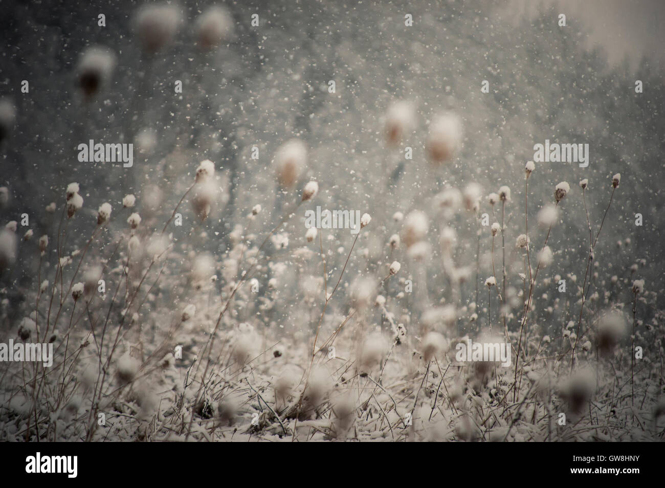 snowfall winter landscape Stock Photo - Alamy