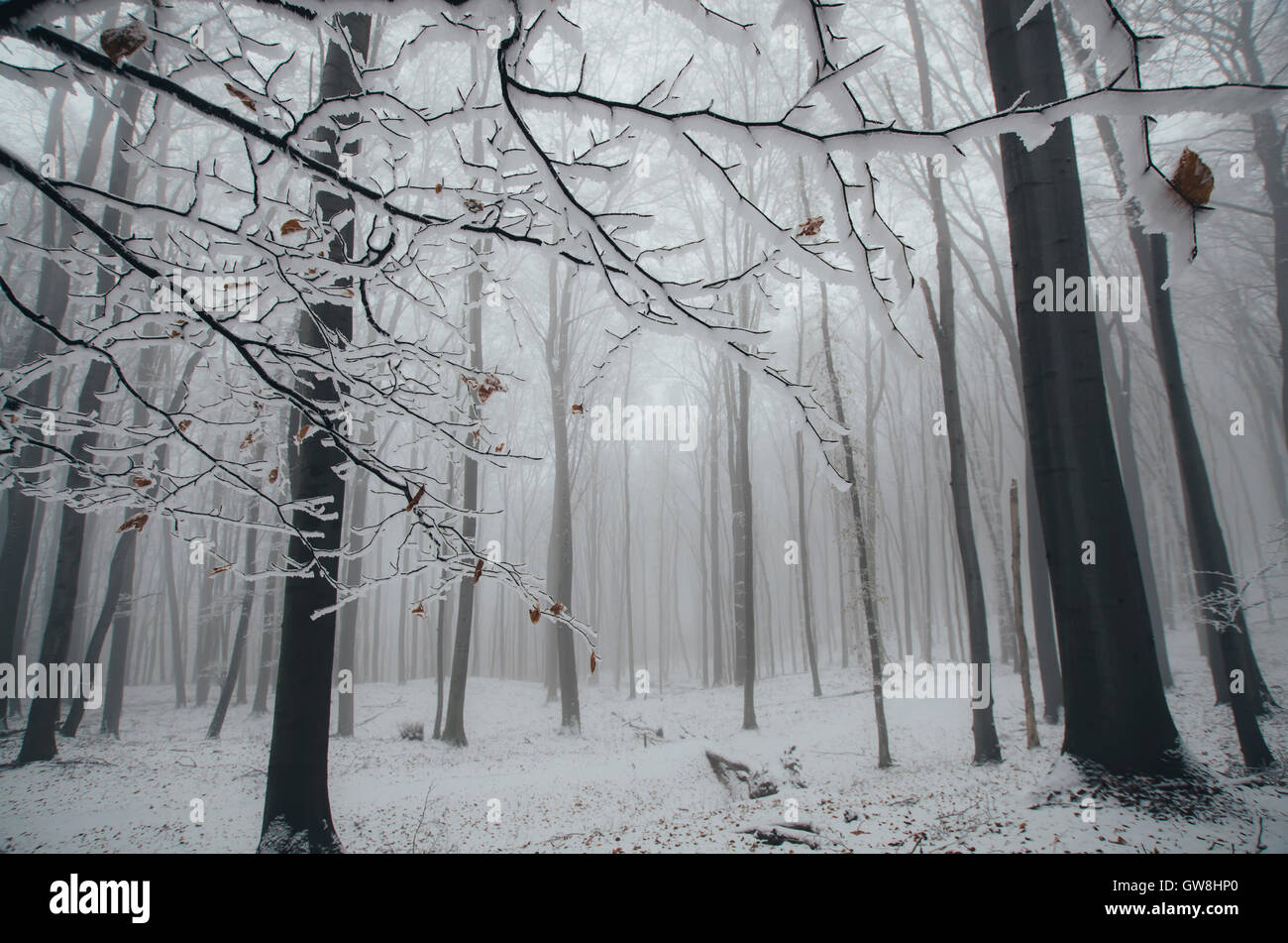 Winter frozen trees hi-res stock photography and images - Alamy