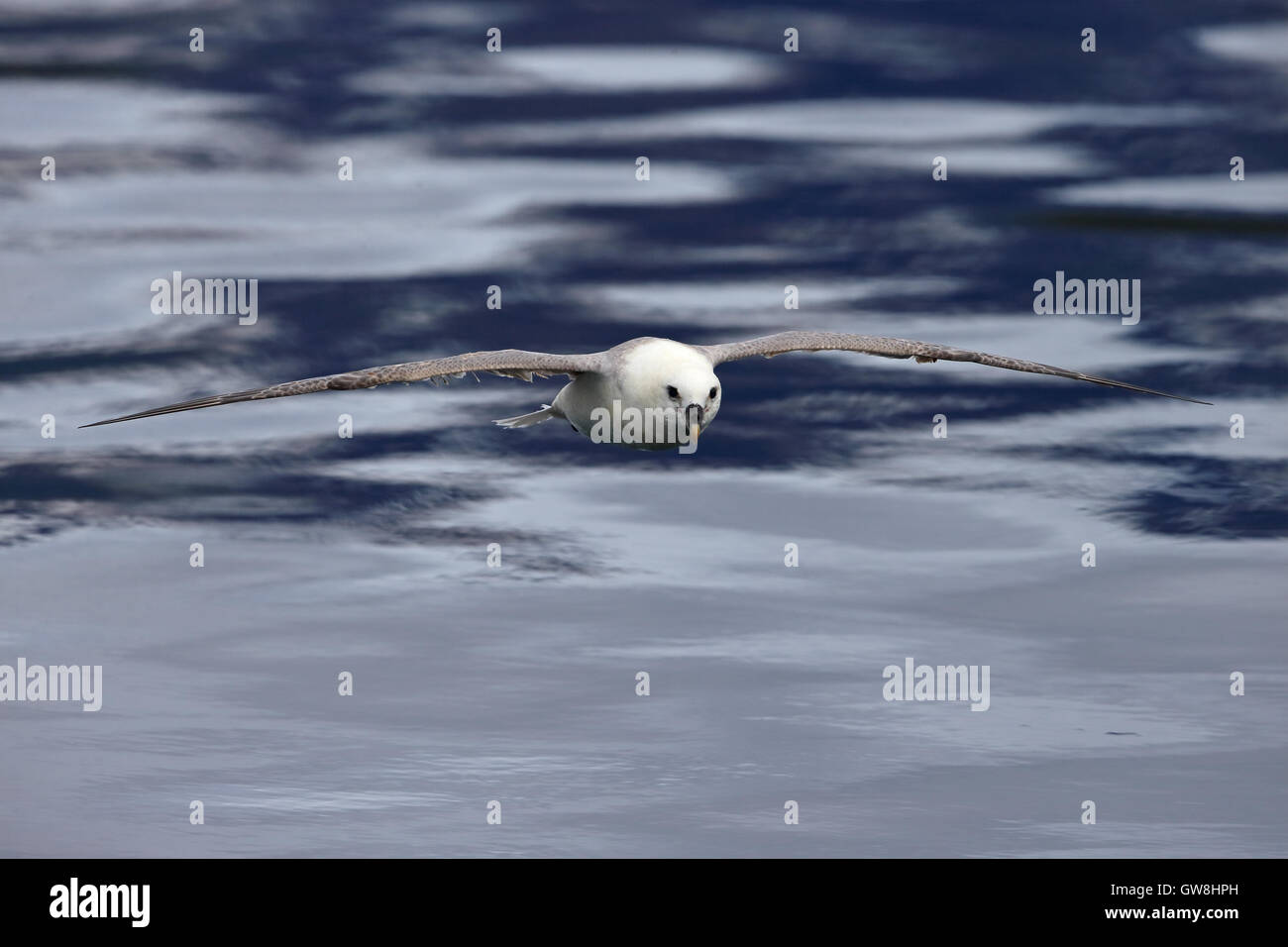 Flying fly flight bird petrel fulmarus glacialis fulmar hi-res stock ...