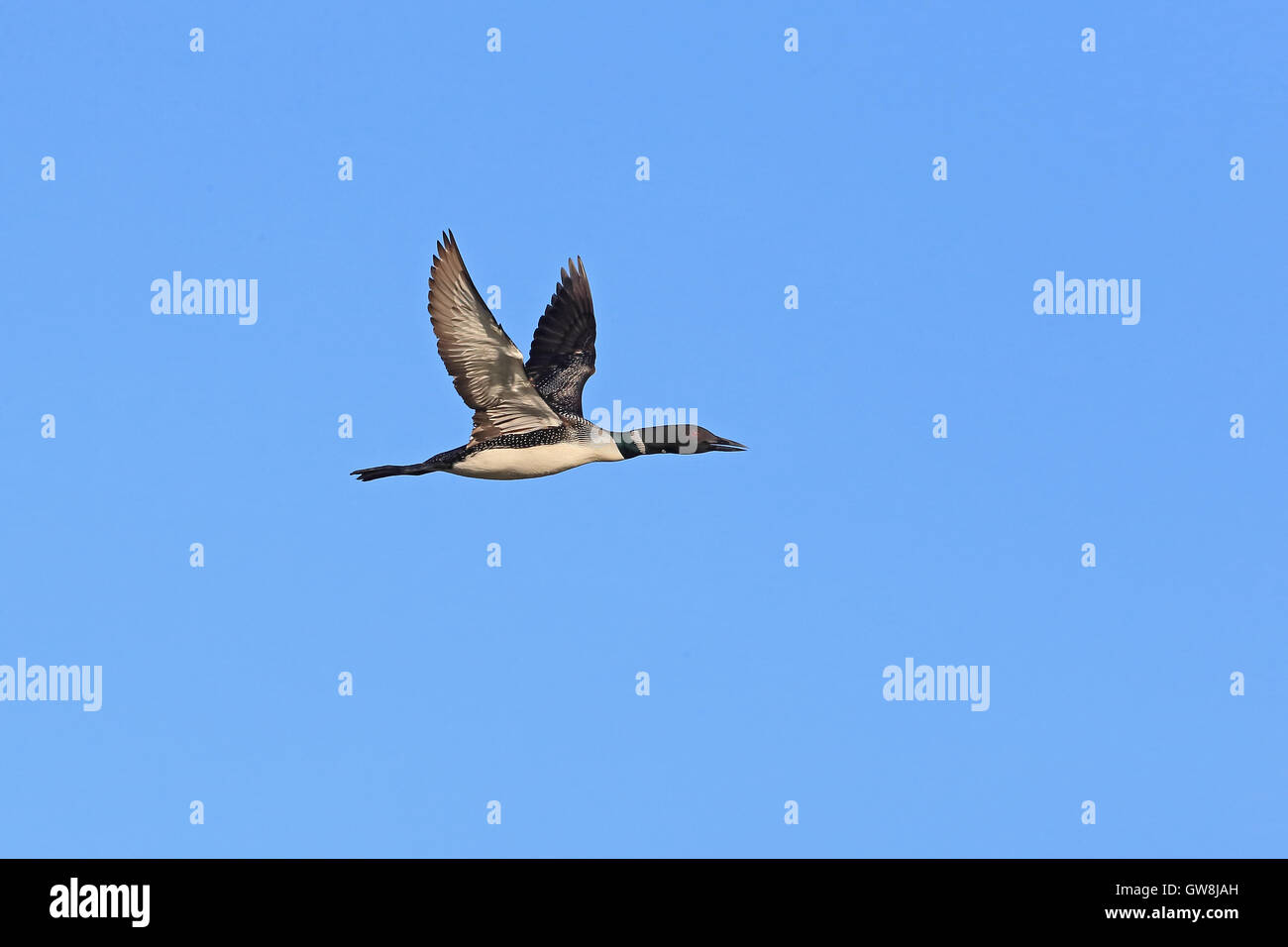 Great northern diver flying hi-res stock photography and images - Alamy