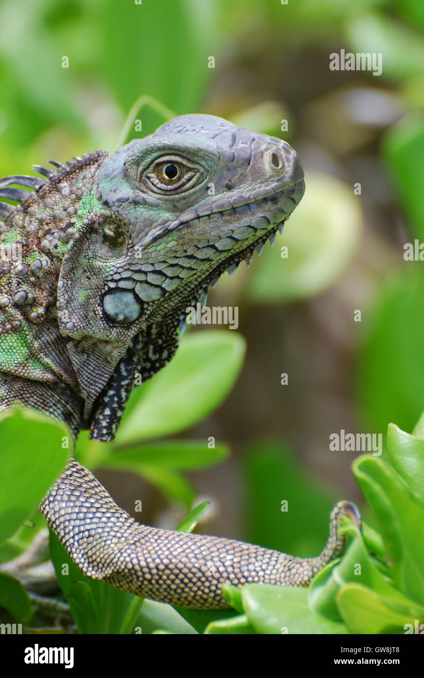 An up close look at the face of an iguana Stock Photo - Alamy