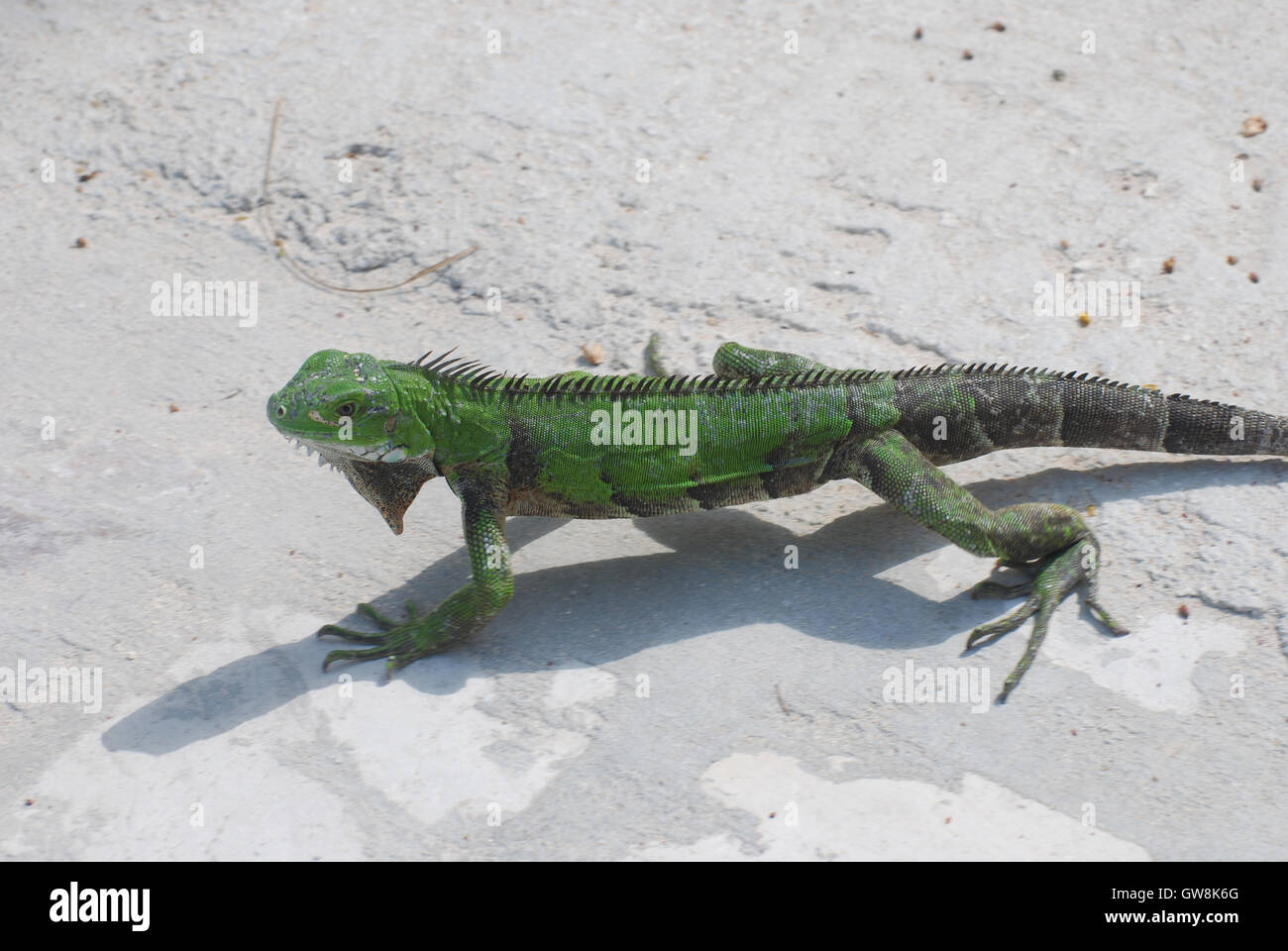 A green iguana walking across the pathway of a beach in Aruba Stock ...
