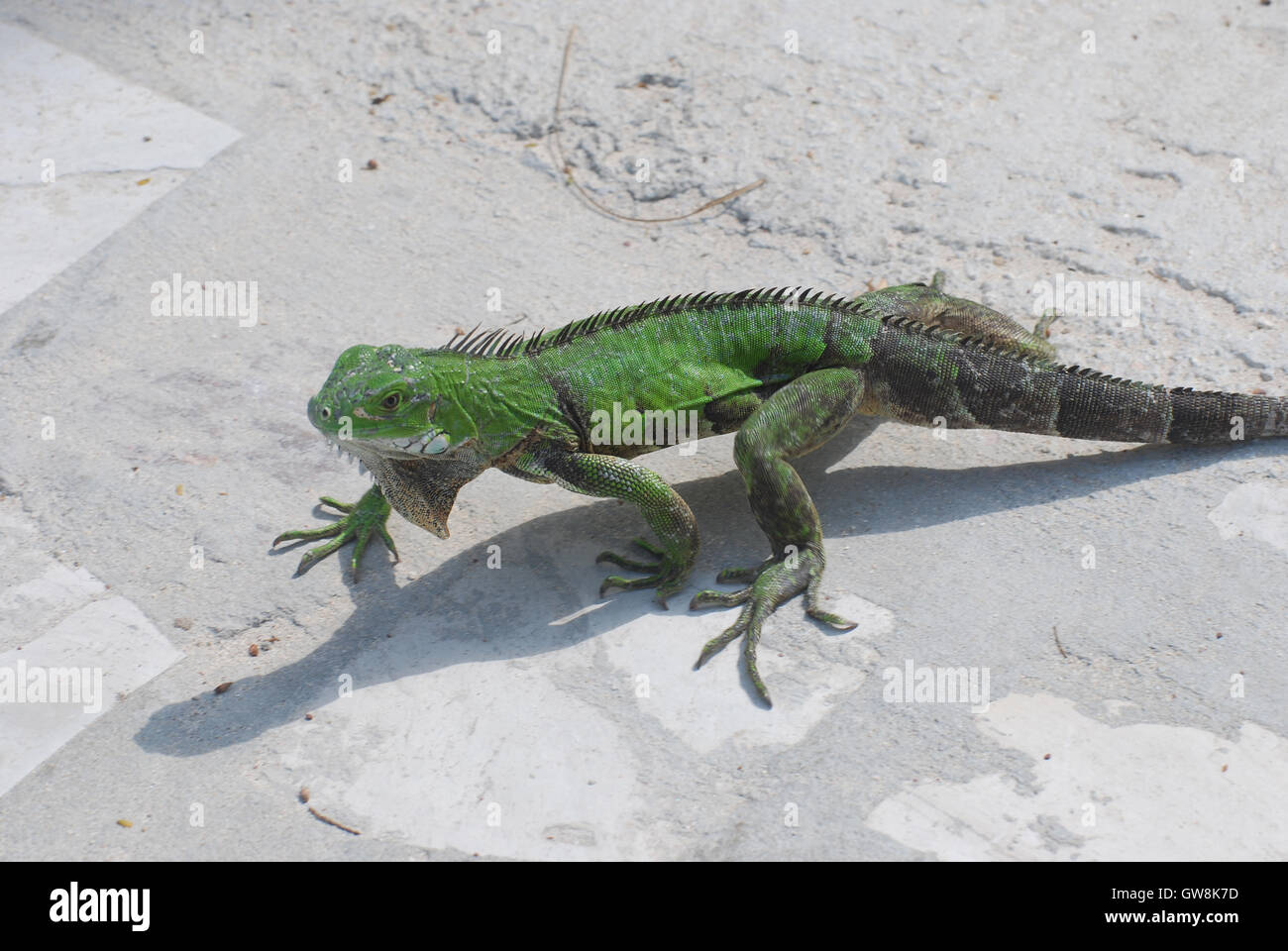 Iguana walkway hi-res stock photography and images - Alamy