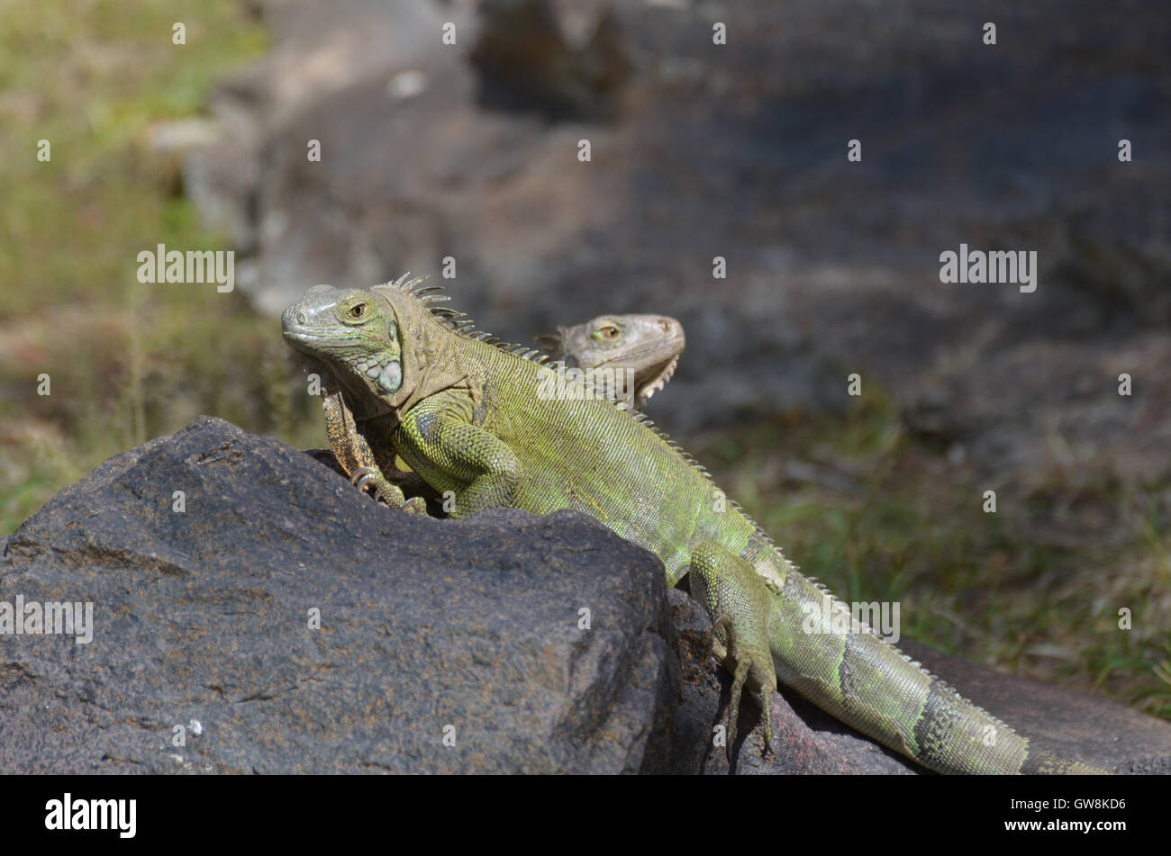 Couple green iguana iguana iguana hi-res stock photography and images ...