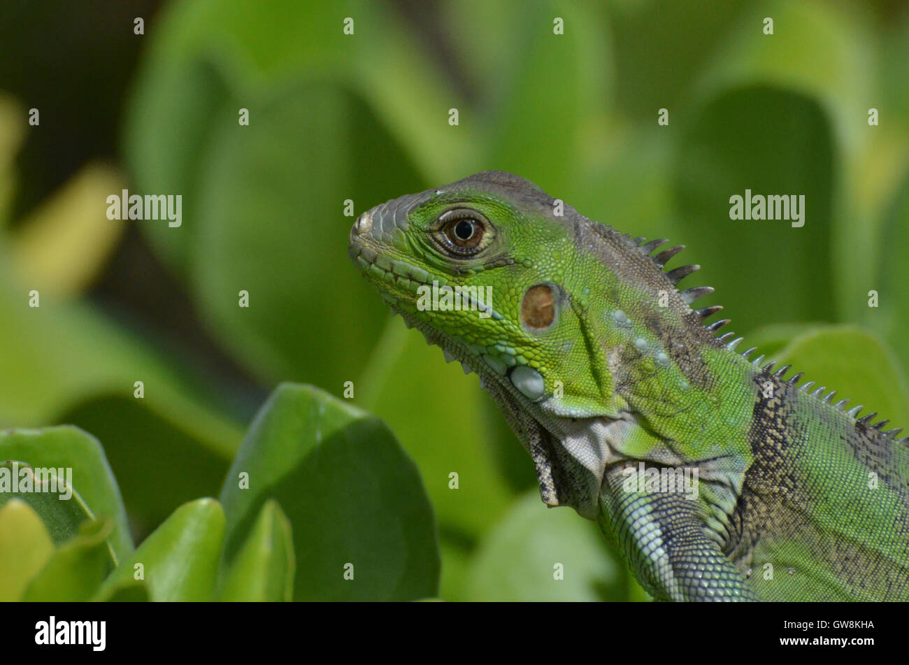 A quick up close look at a green iguana in a shrub Stock Photo - Alamy