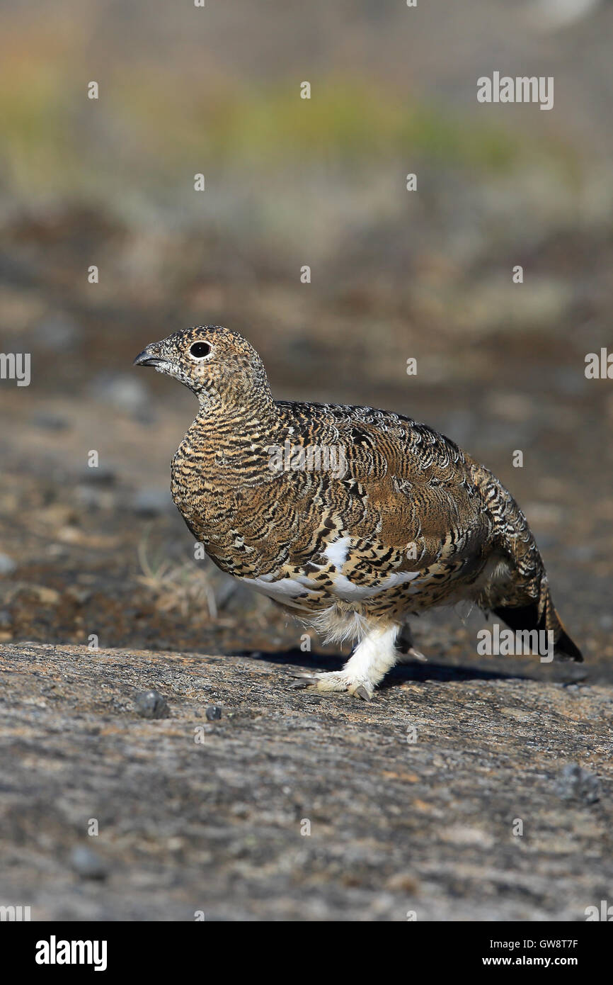 Ptarmigan (Lagopus muta Stock Photo - Alamy