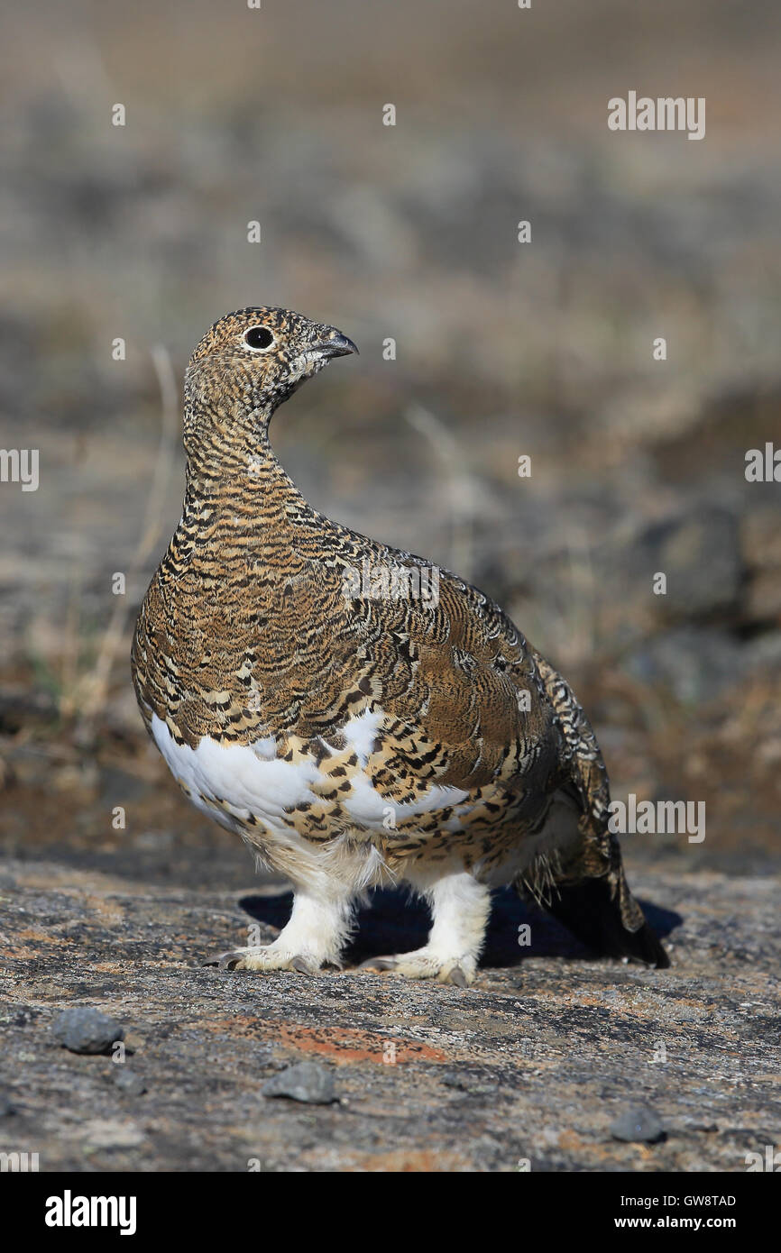 Ptarmigans iceland hi-res stock photography and images - Alamy