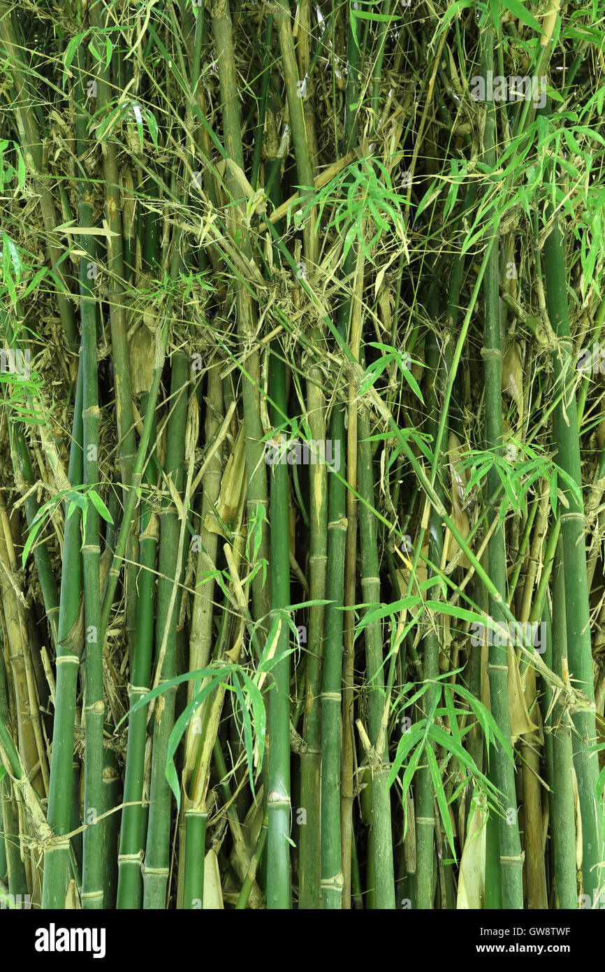 green bamboo tree texture Stock Photo - Alamy