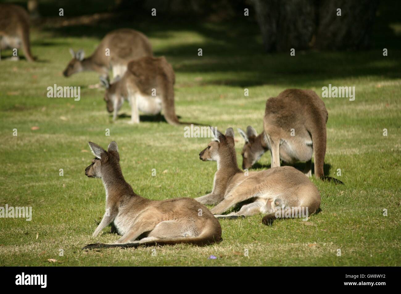 Red kangaroo stand standing hi-res stock photography and images - Alamy