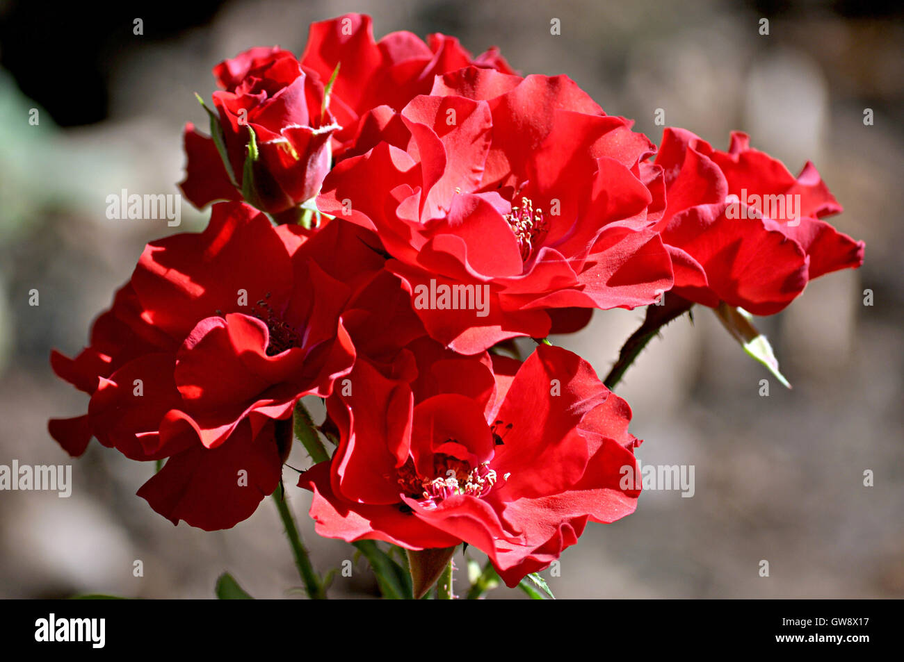 rose in foreground Stock Photo - Alamy